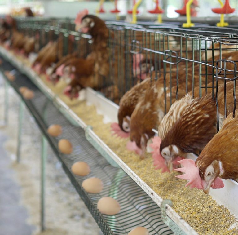 Livestock Cooling - YET Malaysia